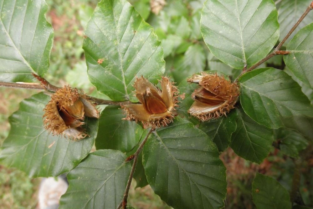 Buk zwyczajny pospolity sadzonki 180cm na żywopłot - 8644271091 ...