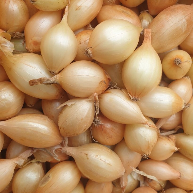 Cebula Dymka 15-20mm Wiosenna Smaczna Polska (Wolska III) 500g do ...