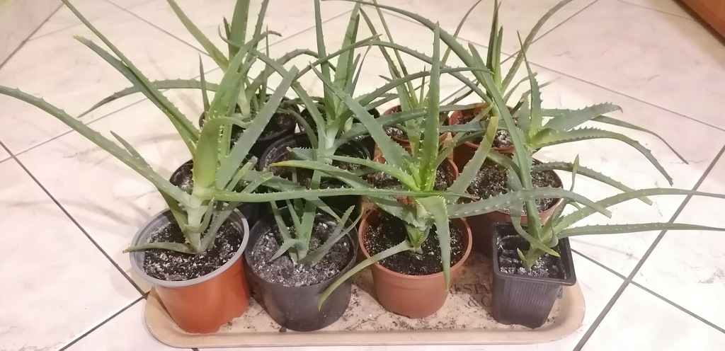 Aloes doniczkowy kwiat żywy sadzonka Aloes - 11380178151 - oficjalne ...