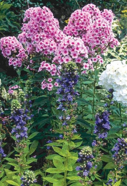 Floks różowy płomyk wiechowaty Bright Eyes phlox sadzonka kłącze ...