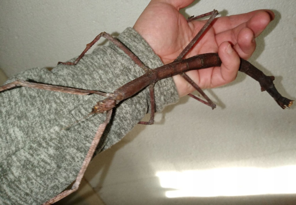 Straszyk patyczak T. jianfenglingensis 10szt. jaj - 11529130822 ...