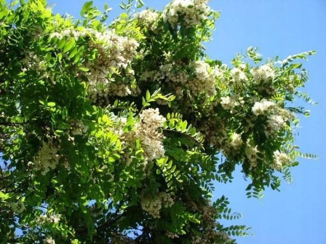 Grochodrzew Robinia akacjowa Akacja 120-140 cm K. - 12102095757 ...