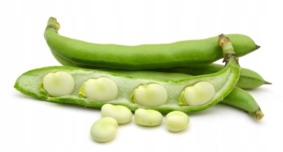 Bób dragon - 12807937702 - oficjalne archiwum Allegro