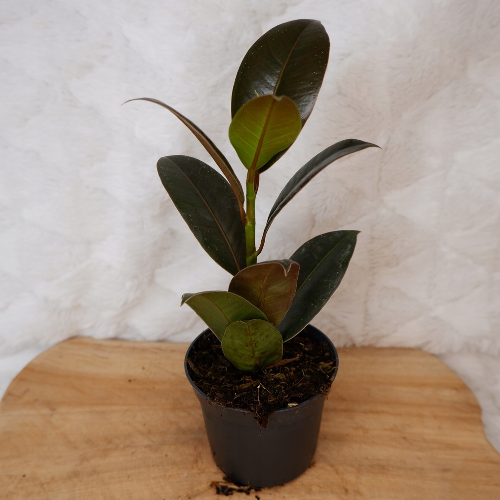 FIGOWIEC FIKUS FICUS ELASTICA MELANY d.8,5cm - 12612105089 - oficjalne ...