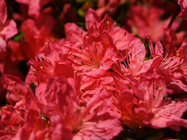 Azalia japońska GEISHA RED Czerwona miniatura - 9268356712 - oficjalne ...