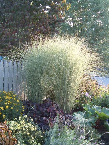 Miskant Morning light elegancka wąskolistna trawa - 8226320043 ...