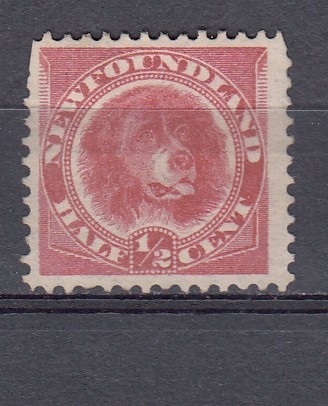 Nowa Funlandia- ssaki rzadki* - 14099132229 - oficjalne archiwum Allegro