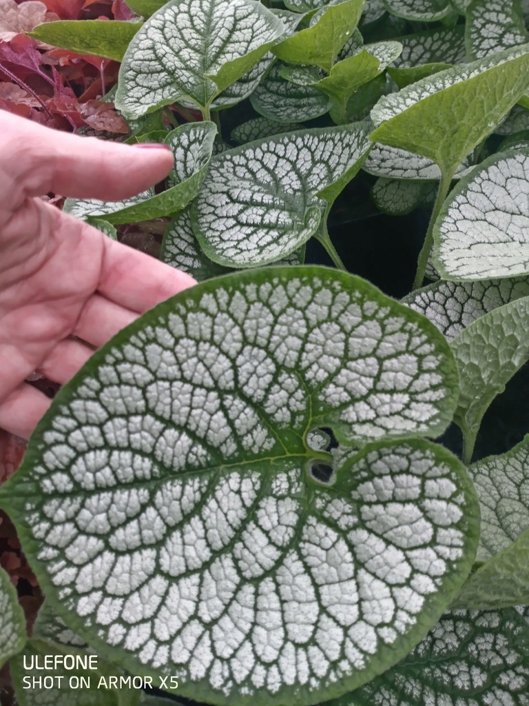 BRUNERA WIELKOLISTNA Sea Heart Brunnera macrophylla - 15805476989 ...
