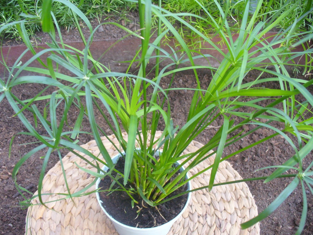 PAPIRUS Cibora - 7895359259 - oficjalne archiwum Allegro