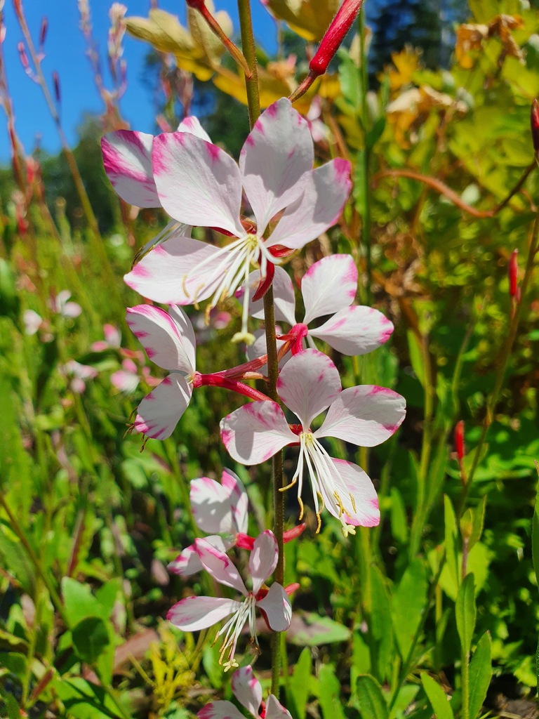 Gaura GAMBIT ROSE BICOLOR sadzonka C2 całe lato - 12180467320 ...