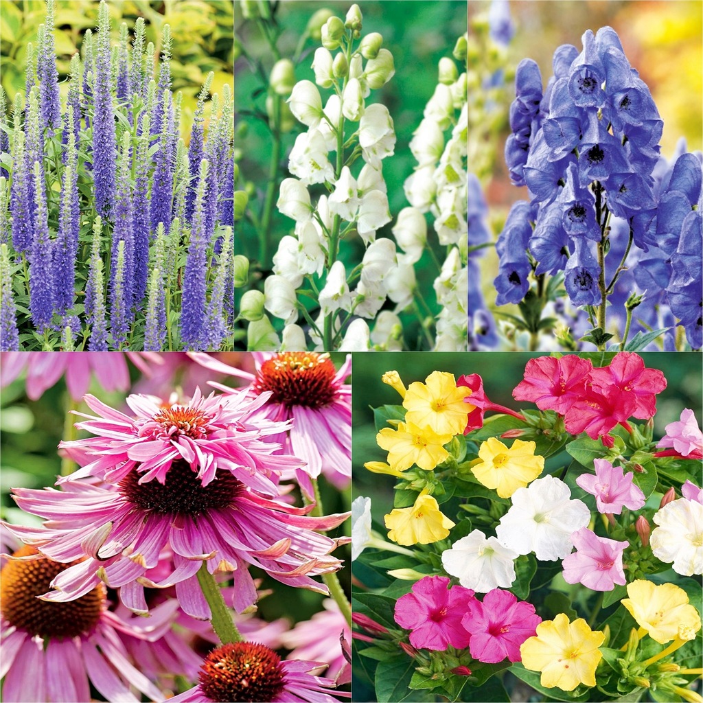 Zestaw Byliny 1 I wybór 5 donian 5 sztuk - 13214672396 - oficjalne ...