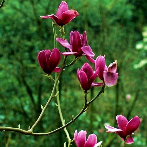 Magnolia purpurowa Nigra. Magnolia liliflora +GRAT - 8504705290 ...