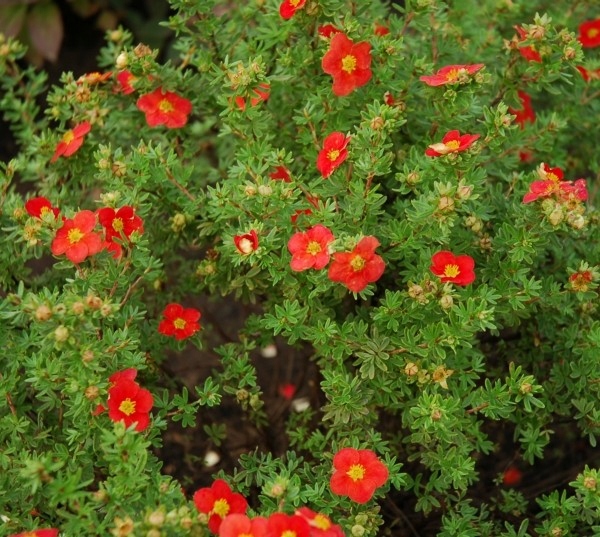 PIĘCIORNIK „MARION RED ROBIN” Dywan cesarza! - 13246462962 - oficjalne archiwum Allegro