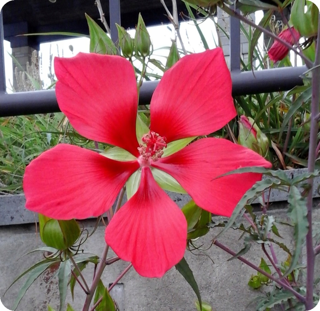 Hibiscus Coccineus TEXAS red STAR - 12833843785 - oficjalne archiwum ...