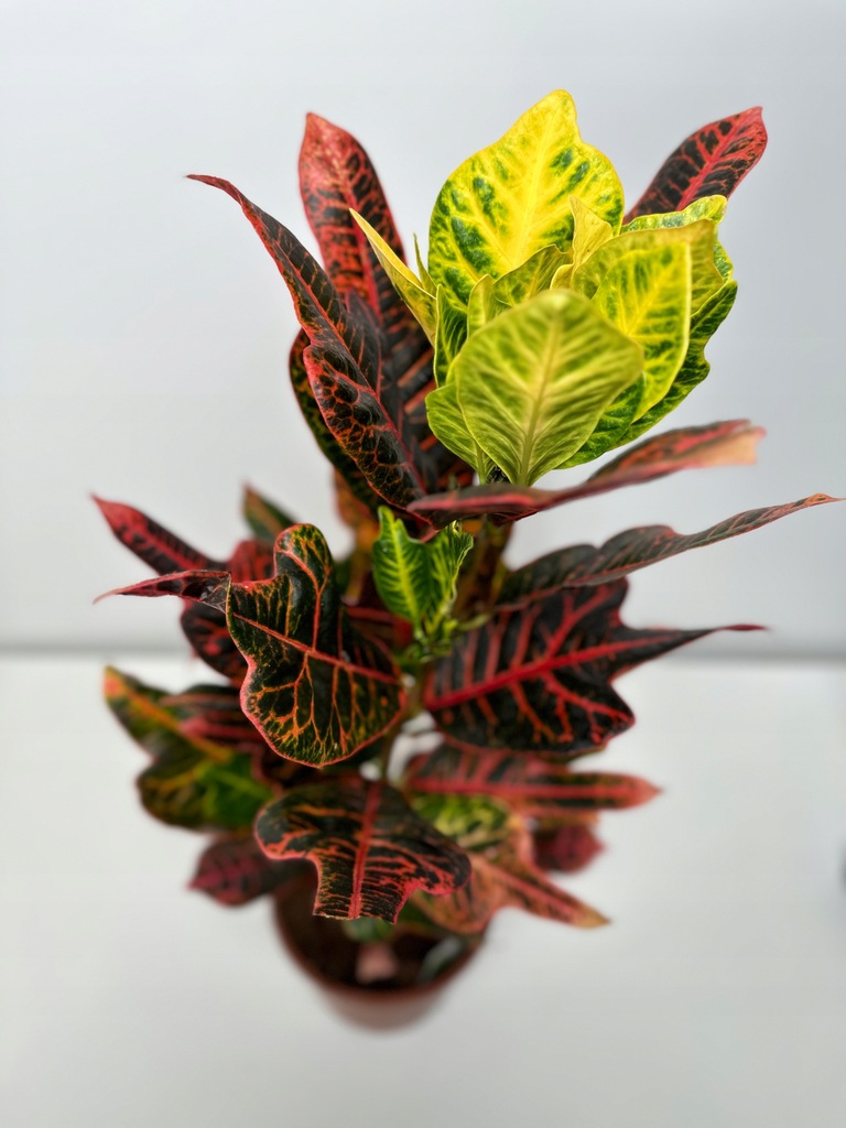 Codiaeum Excellent OZDOBNY KROTON DO SALONU - 13447228348 - oficjalne ...