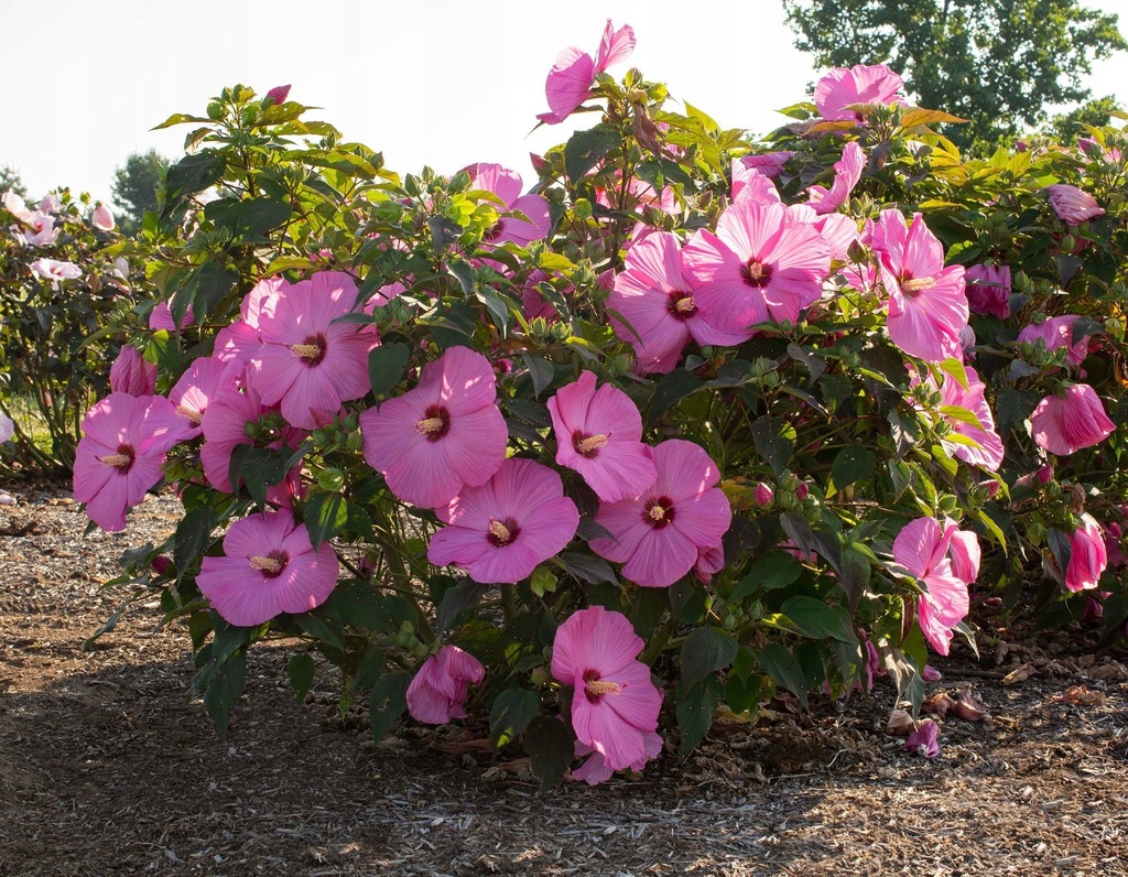 4 HIBISKUS BYLINOWY FUKSJA SADZONKA - 11221417380 - oficjalne archiwum ...