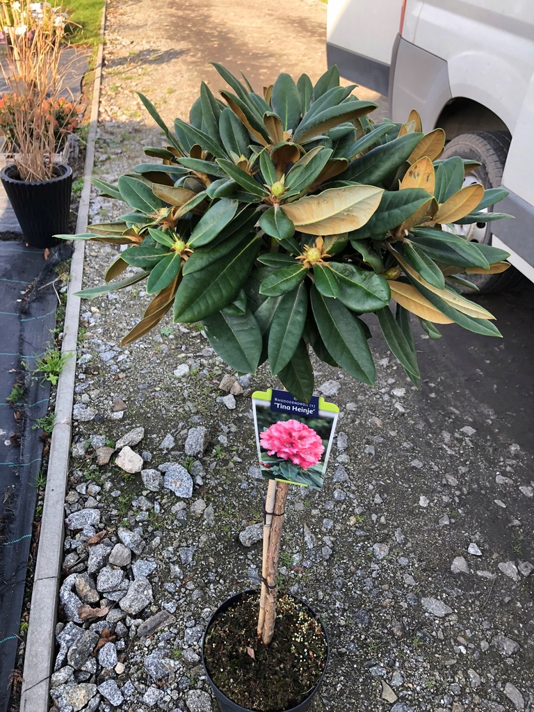 Rododendron na pniu 100cm TINA HEIGJE różowy - 12811713698 - oficjalne ...