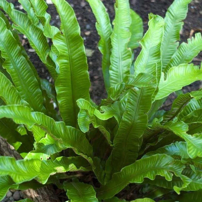 Zanokcica języcznik Phylilitis scolopen. Paproć - 13333946261 ...