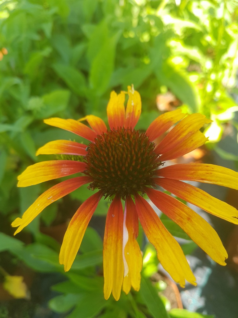 Jeżówka purpurowa Echinacea PARROT C2 NOWOŚĆ - 12353326382 - oficjalne ...