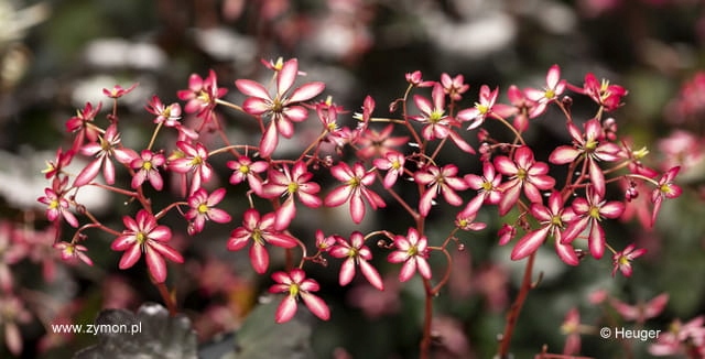 Saxifraga cortusifolia DANCING PIXIES 'Trina' - 14423234590 - oficjalne ...