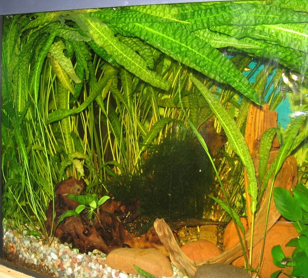 KRYPTOKORYNA KARBOWANA, ZWARTKA, APONOGETIFOLIA - 9645849318 ...