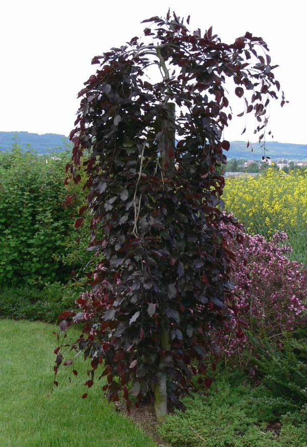 BUK płaczący pendula PURPUREA PA 140-160cm C2 - 7298889255 - oficjalne ...