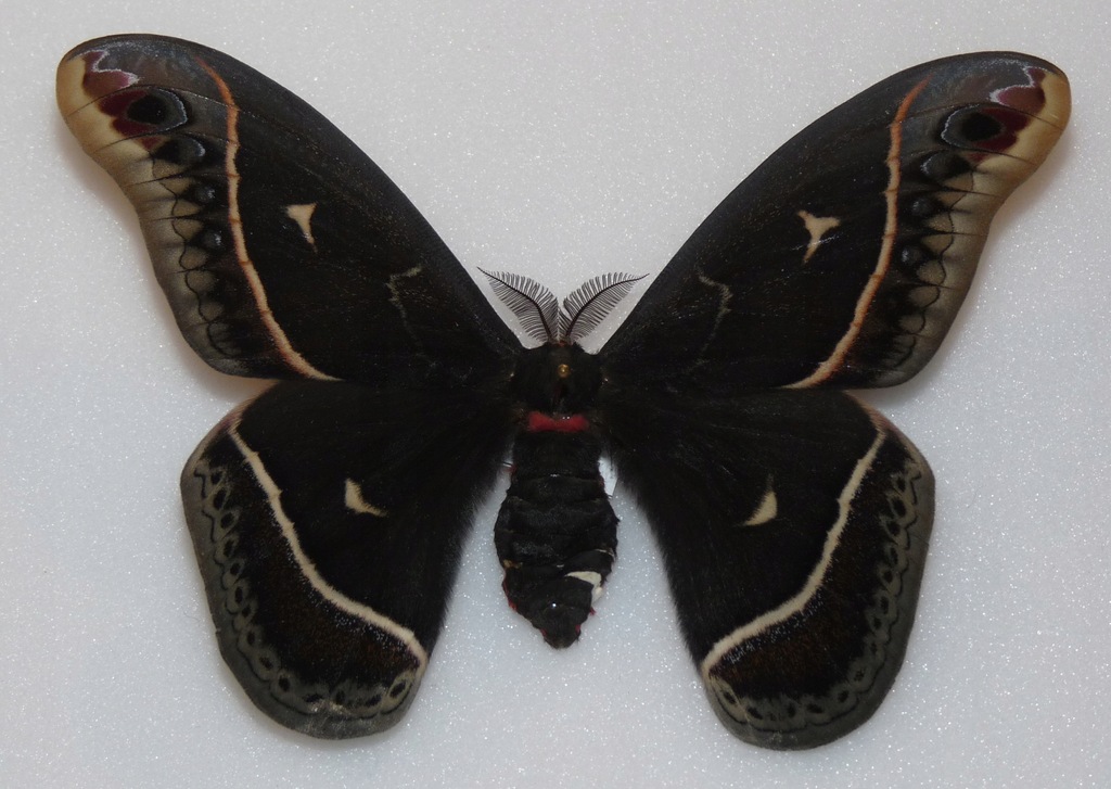Motyl Eupackardia calleta samiec 105mm ŁADNY STAN! - 13164790224 ...