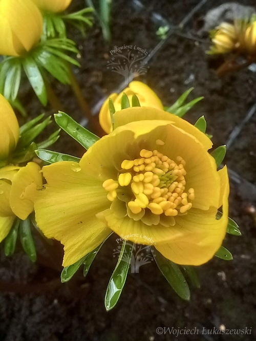 Rannik cylicyjski wiosenne kwiaty na skalniaku - 15178876118 ...