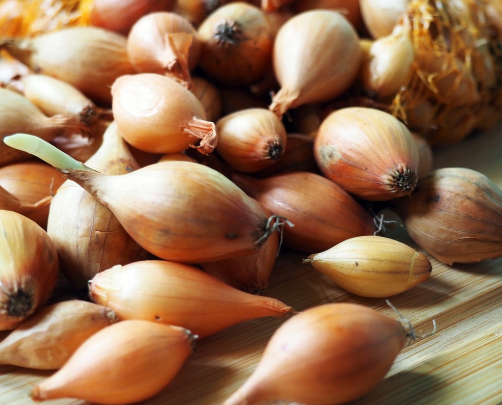 CEBULA DYMKA ŻÓŁTA STURON 10-21 mm 500g - 15088769183 - oficjalne ...