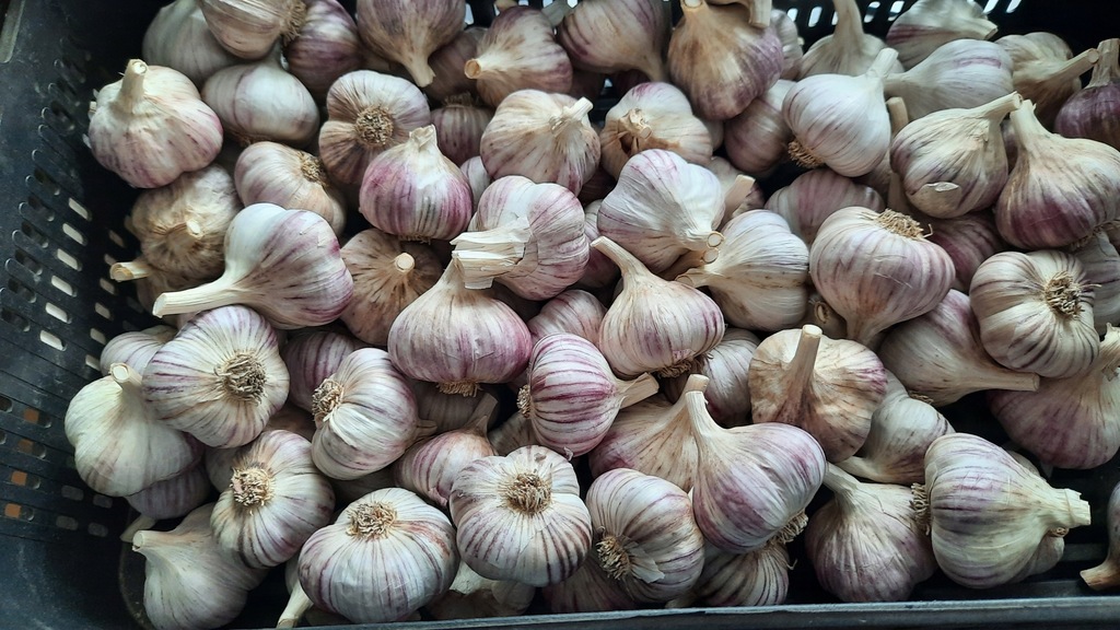 Czosnek polski LUBASZA EKO do sadzenia ok 5cm 1kg - 16246626925 ...