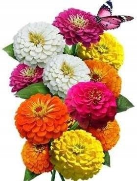 Cynia karłowa Liliput mix kolorów 1+0,2g - 12872201003 - oficjalne ...