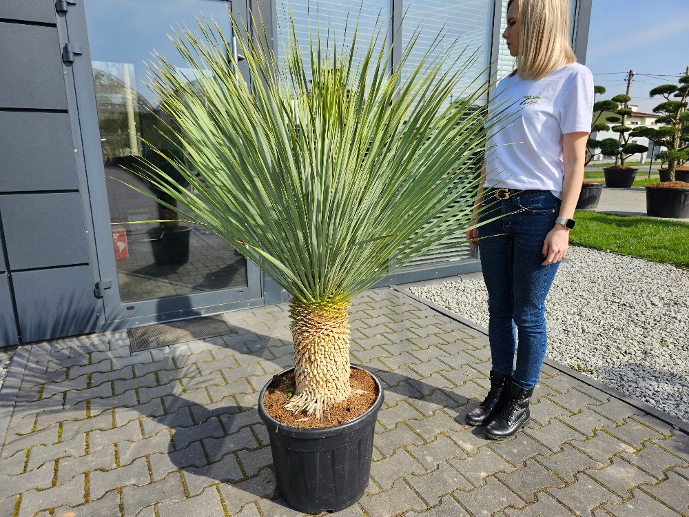YUCCA ROSTRATA JUKA JUCA PALMA MROZOODPORNA ROŚLINA YUCA PALMY OGRÓD ...