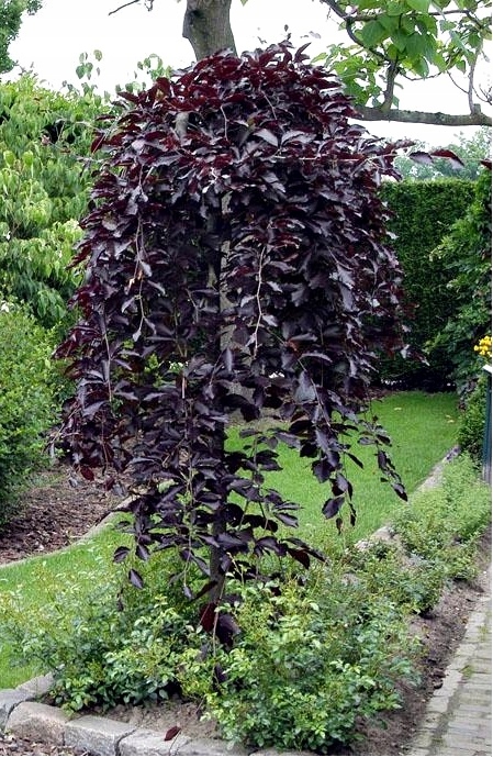 BUK PENDULA płaczący purpurea purpurowy 170cm+GRAT - 6978557786 ...