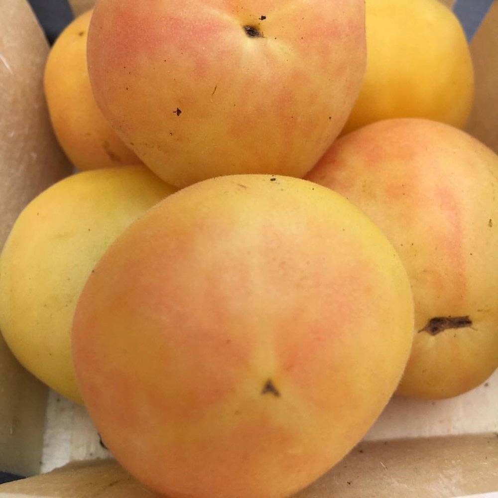 Pomidor GARDEN PEACH brzoskwiniowy likopen nasiona - 8969778950 ...