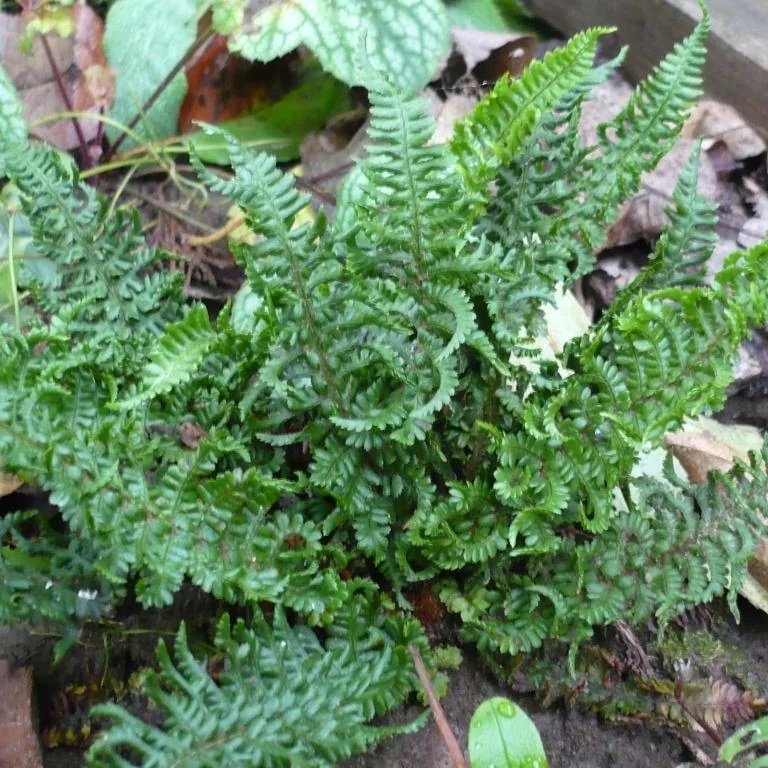 Narecznica mocna Crispa Congesta paproć ogrodowa - 13406379650 ...