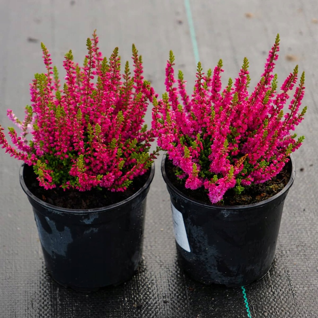 Wrzos pospolity Dark Beauty sadzonka wrzosy ozdobn - 12552012503 ...