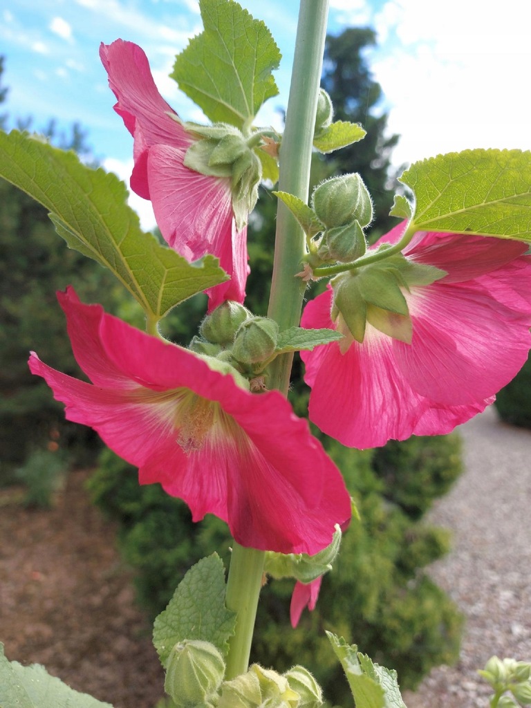 MALWA FIGOWA czerwona krzaczasta bylina nasiona - 11571972451 ...