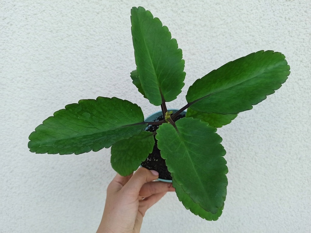 KALANCHOE ŻYWORÓDKA PINNATA duża sadzonka d.12cm - 11835588488 ...