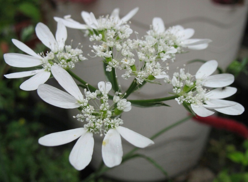 Orlaja wielkokwiatowa - Orlaya grandiflora - 12686413530 - oficjalne ...