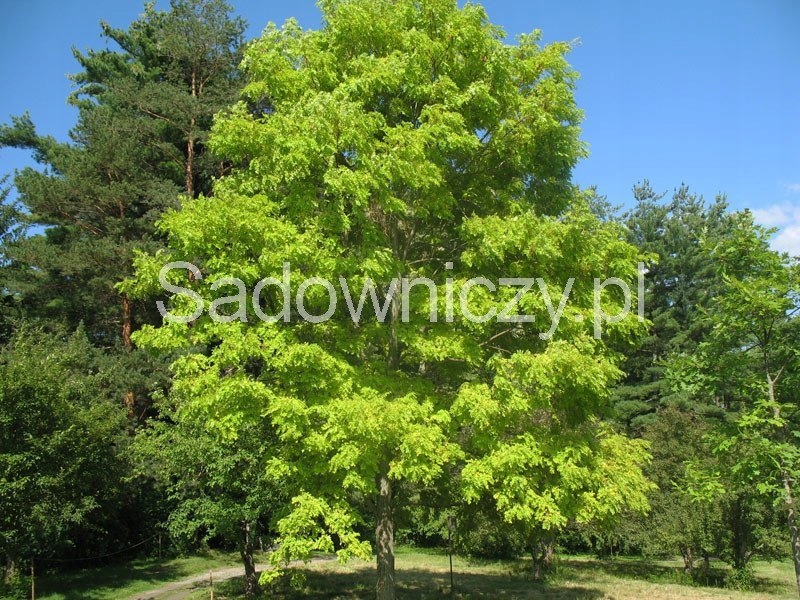 Akacja Grochodrzew Robinia akacjowa sadzonka - 13160749531 - oficjalne ...