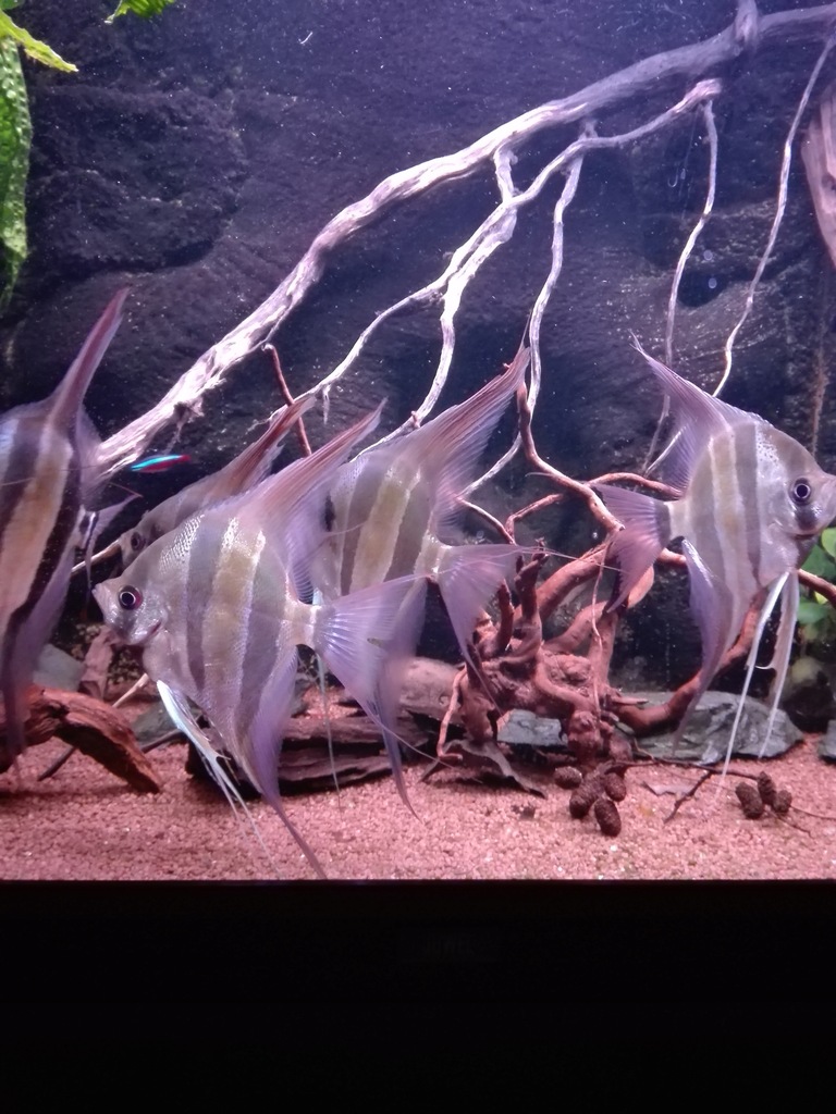 Pterophyllum Altum Orinoco TARNÓW - 7831411188 - oficjalne archiwum Allegro Pterophyllum Altum Orinoco TARNÓW - 7831411188 - oficjalne archiwum Allegro