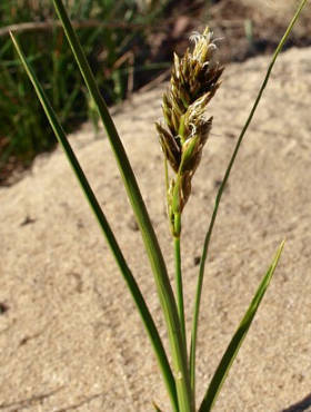 Turzyca piaskowa - 13603819547 - oficjalne archiwum Allegro