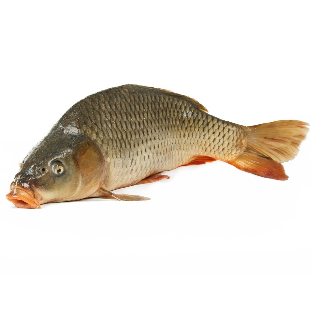 KARP z głową CAŁY patroszony ŚWIEŻY POLSKI ekologiczny KASZUBY dziki 1 ...