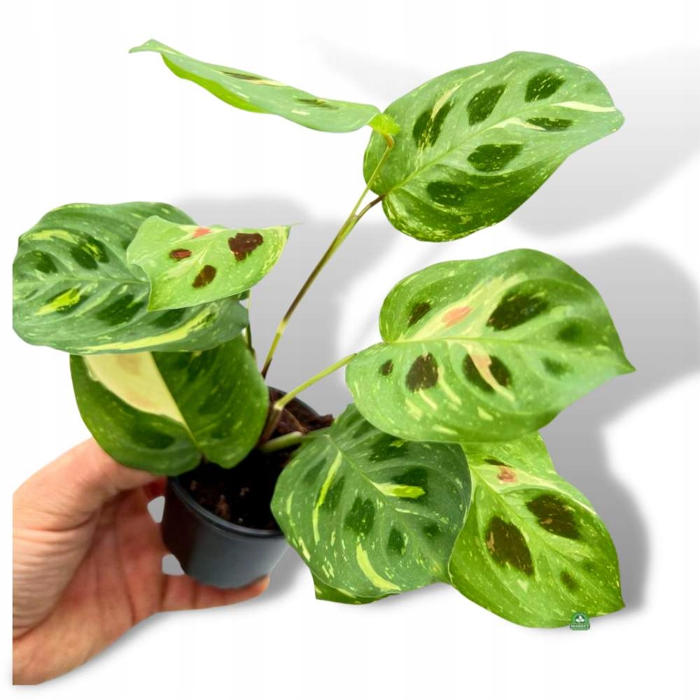 MARANTA VARIEGATA Kerchoveana MINI (don 9 cm) - 13432942569 - oficjalne ...