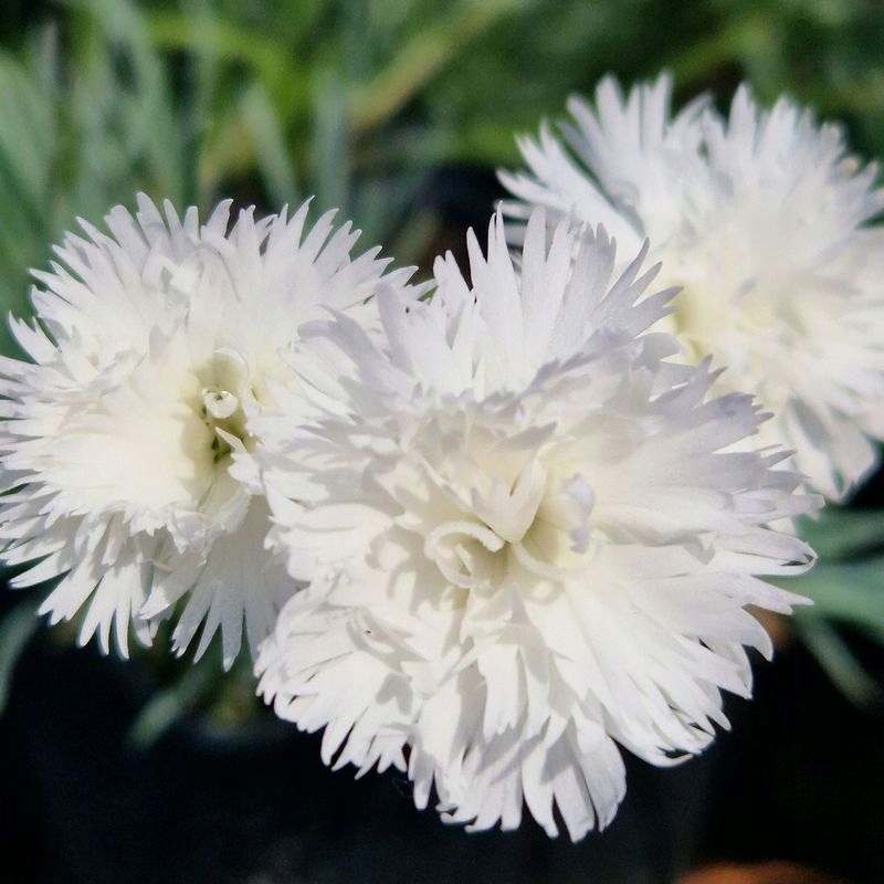 Goździk siny - białe, pełne kwiaty - 12104251276 - oficjalne archiwum ...