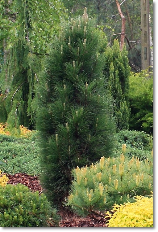 Pinus nigra Green Tower - !!! !!! !!! - 10910785178 - oficjalne ...