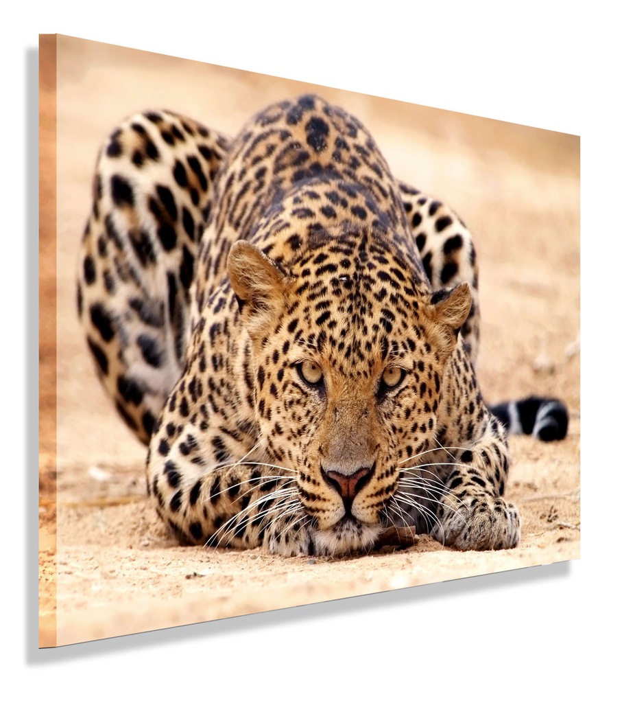 OBRAZ LAMPART AFRYKA OBRAZY CANVAS 25x25 - 7187449420 - oficjalne archiwum Allegro