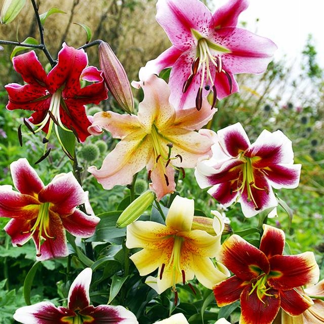 Lilia drzewiasta mieszanka cebule cebulki lilii lilie mix 5 szt ...