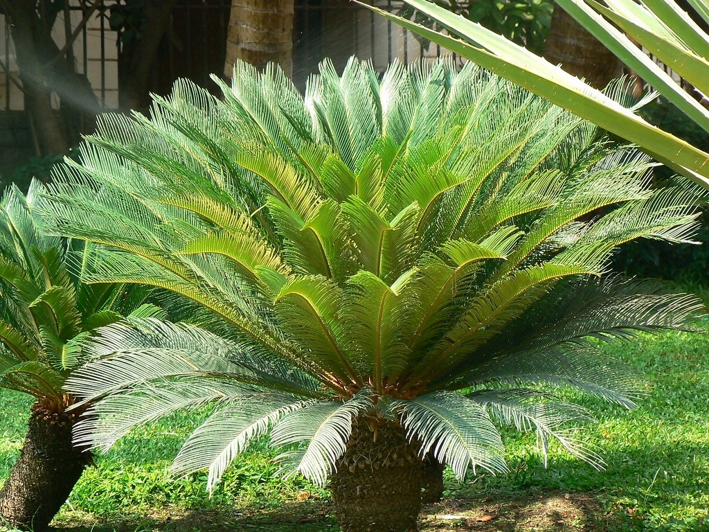 Palma sagowiec cykas Cycas Revoluta - 12199379426 - oficjalne archiwum ...