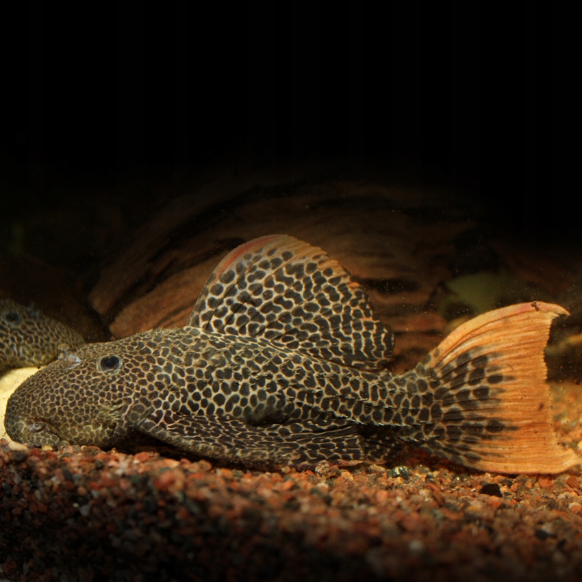 Ryba L114 Pseudacanthicus leopardus GLONOJAD Pleco - 13505285418 ...